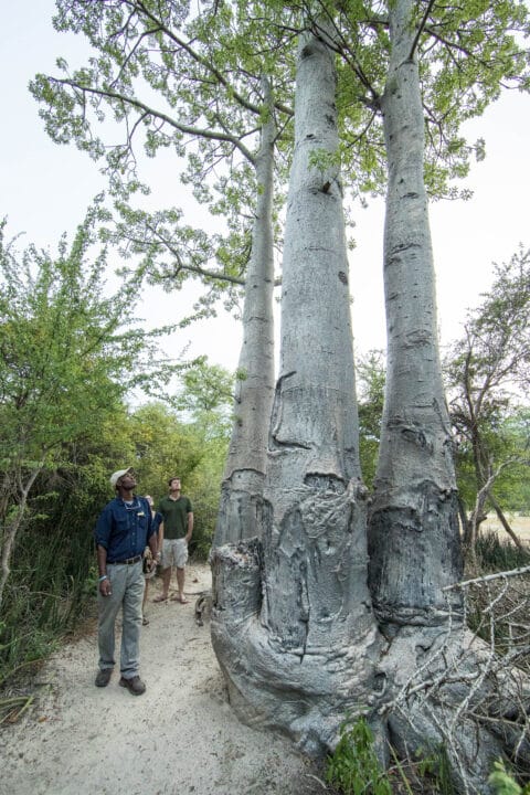 Bush Walk - Xaro Lodge